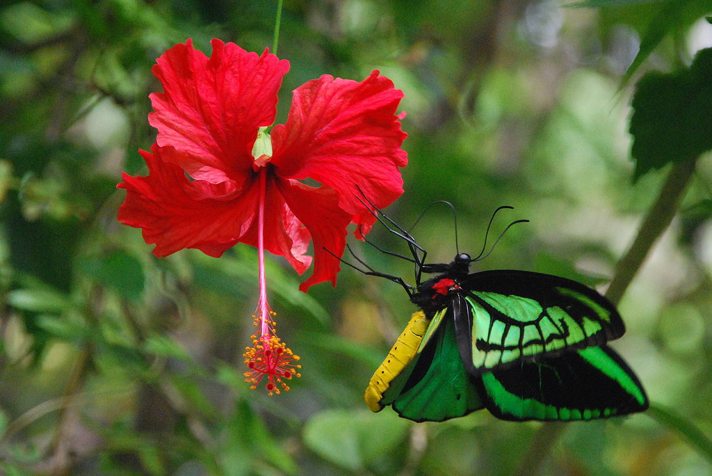 Southern Region | PNG Air